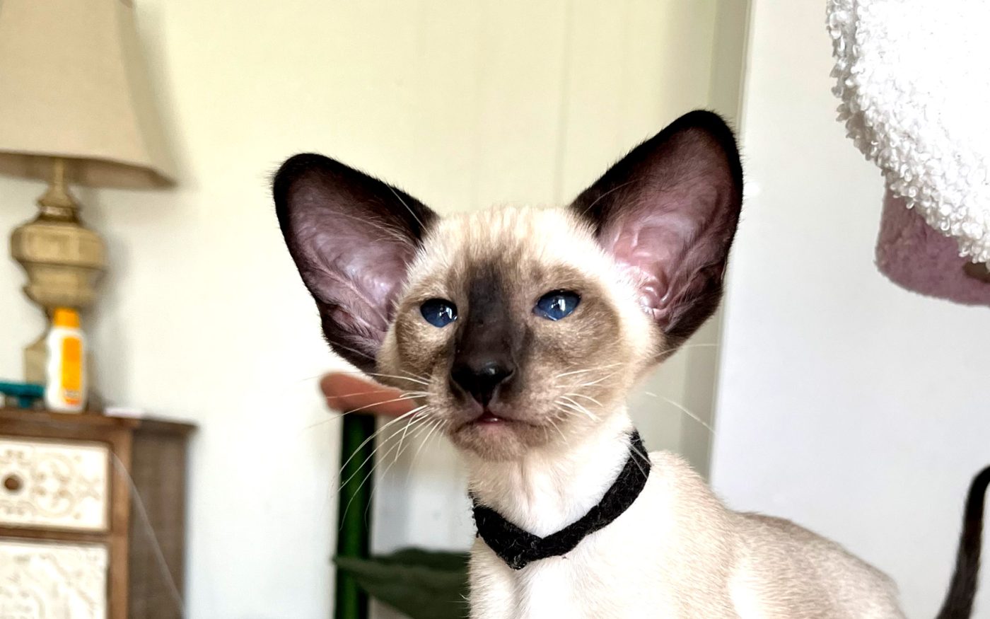 Kuromi Seal Point Female Siamese kitten for sale - Cataristocrat Cattery