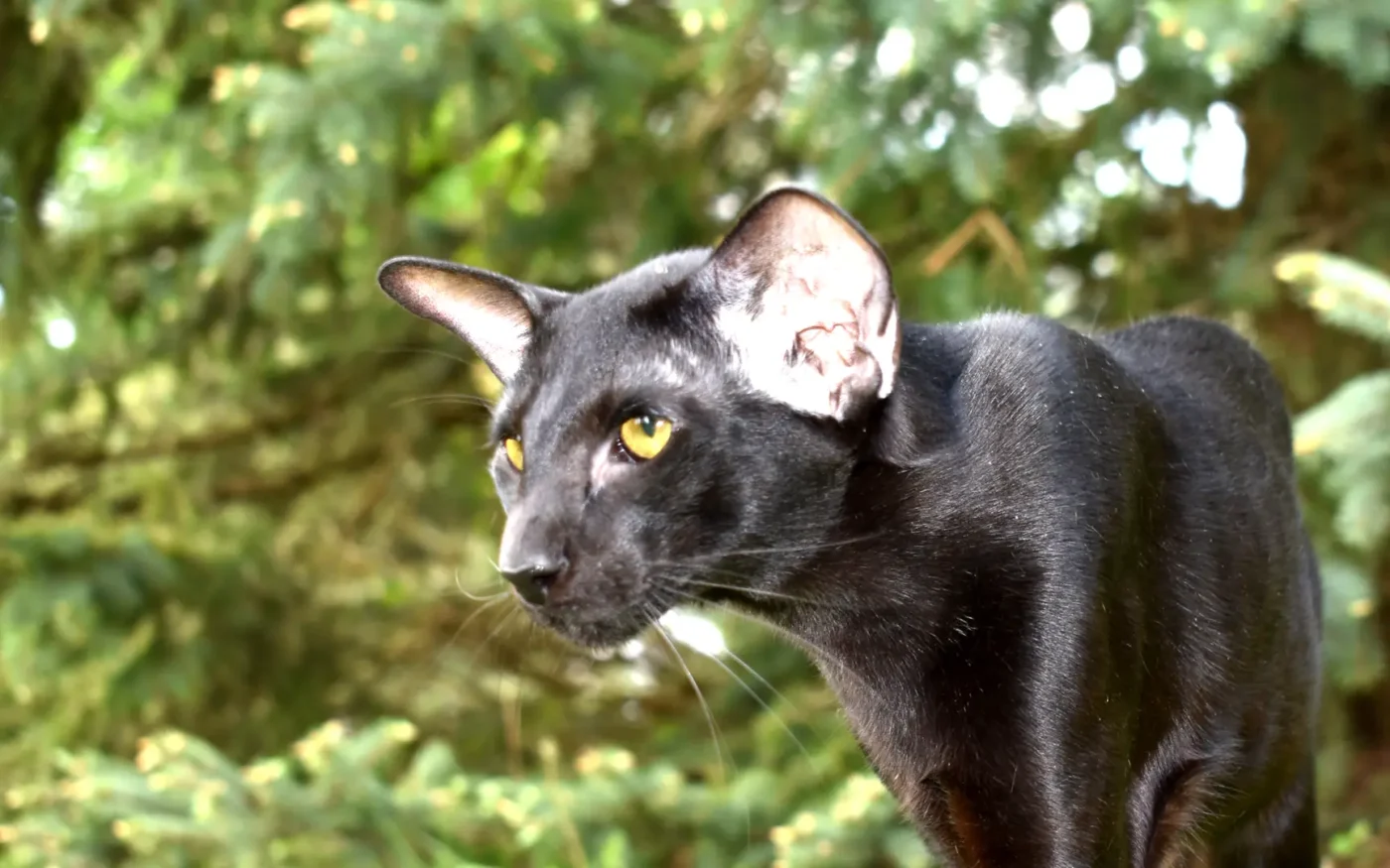 Black Oriental shorthair Cat Dorian Breeder Stud - Cataristocrat Cattery