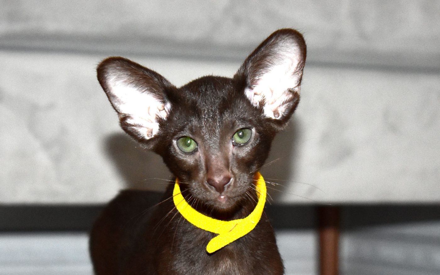 Nico Chocolate Male Oriental shorthair kitten for sale - Cataristocrat ...