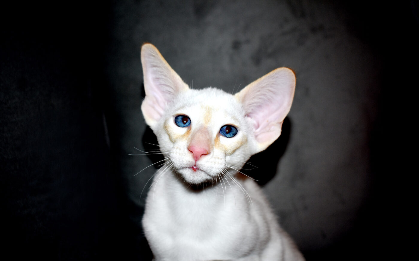 Mango Red Point Male Siamese kitten for sale - Cataristocrat Cattery