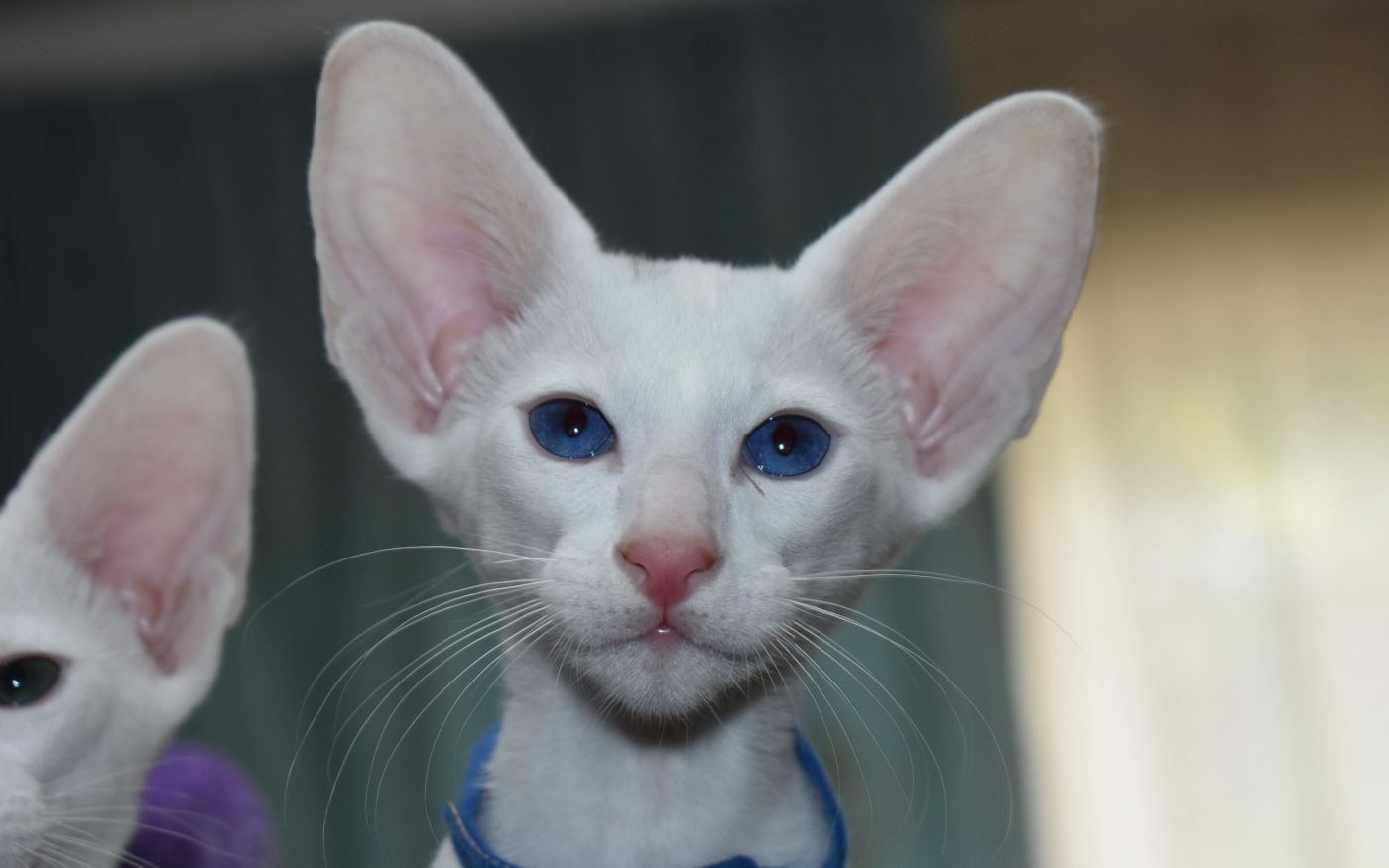 Ramses a.k.a. Ocean White with Blue Eyes Male Oriental shorthair kitten ...