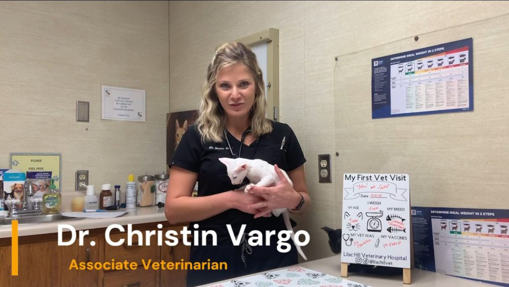 Veterinarian review - Cataristocrat Cattery